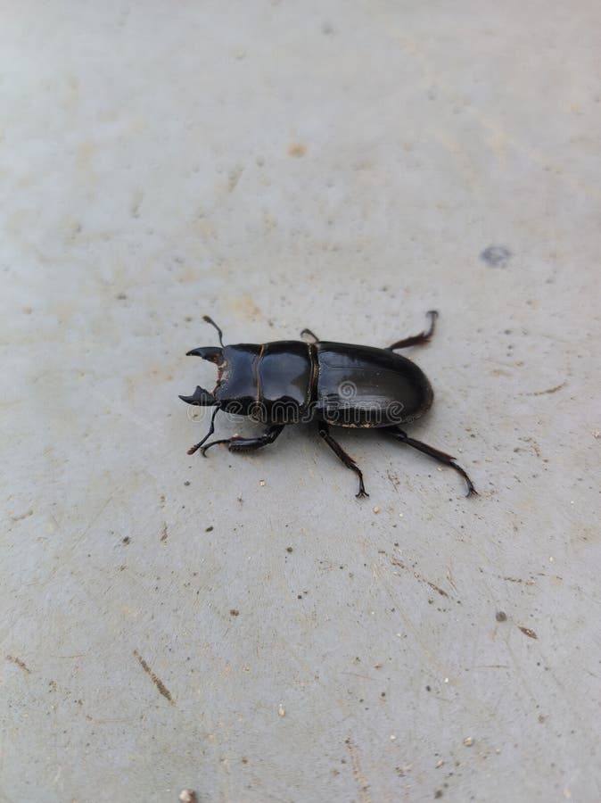 Stag Battle Dorcus Antaseus Stock Photo - Image of dorcus, battle ...