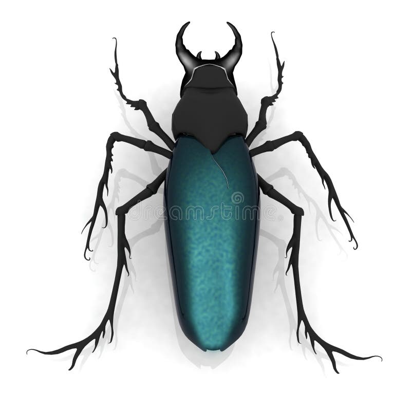 Stag beetle stock vector. Illustration of black, collector - 33576419