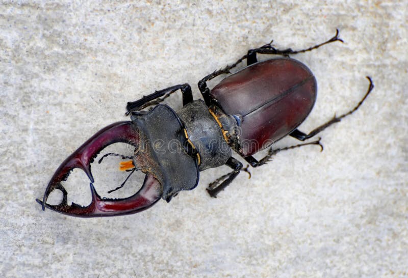 Lesser Stag Beetle (Dorcus Parallelipipedus) Larva Stock Photo - Image ...