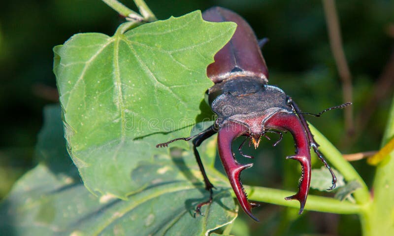 Stag Beetle Also Called Pinching Bug Stock Image - Image of beetle ...