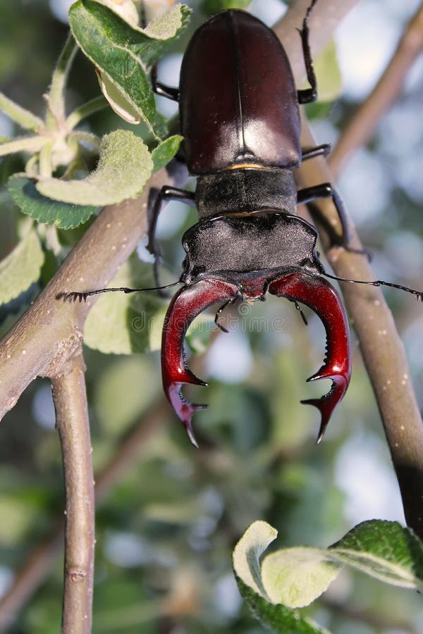 Stag-beetle stock photo. Image of close, leaf, animals - 56416060