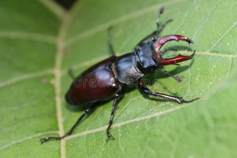 207 Beetle Flying Stag Stock Photos - Free & Royalty-Free Stock Photos ...