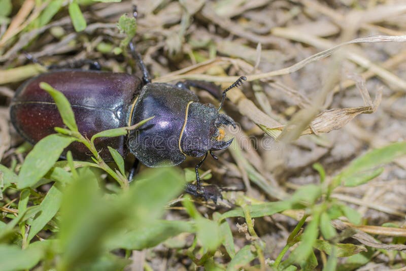 Stag beetle stock image. Image of grass, idea, stag, antennae - 42413205