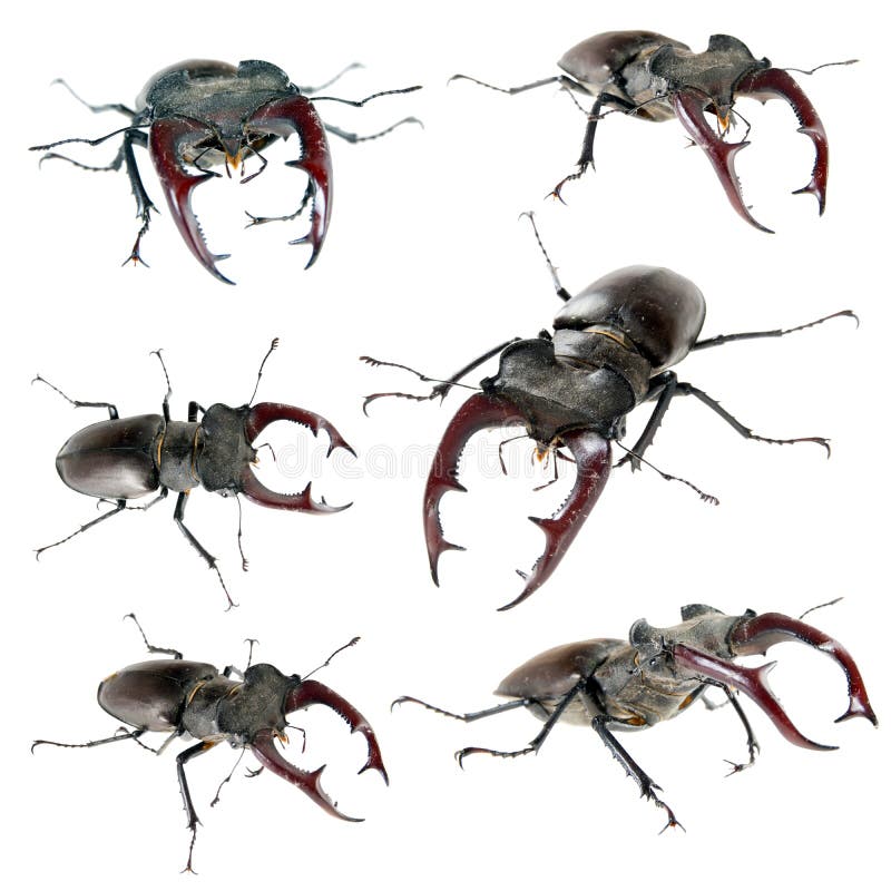 315 Beetle Collage Stock Photos - Free & Royalty-Free Stock Photos from ...