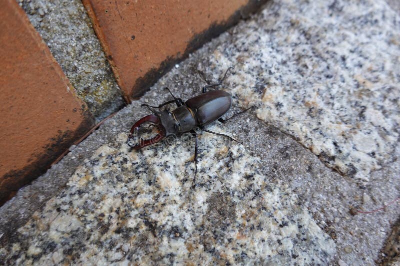 Stag Beetle Crawling on Granite Surface Stock Image - Image of crawling ...