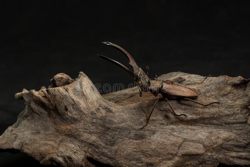 Stag Beetle, Dried Beetle, stock photo. Image of wood - 78071804