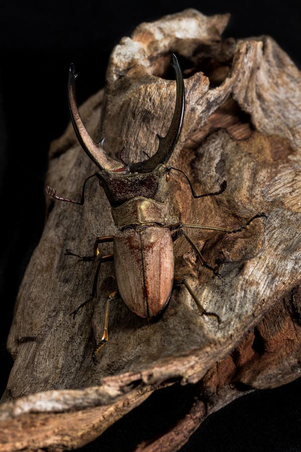 Stag Beetle, Dried Beetle, stock photo. Image of dried - 78072038