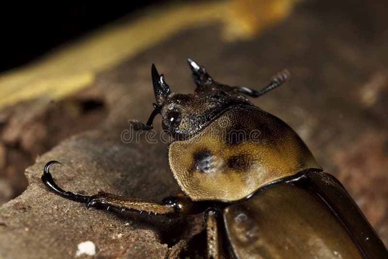 Stag beetle face stock image. Image of closeup, wing - 11038093