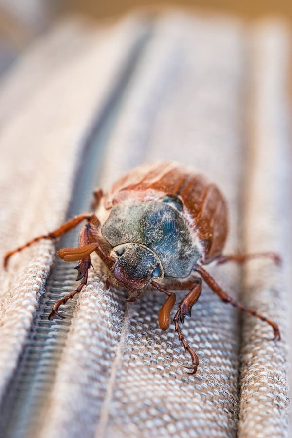 Stag Beetle stock photo. Image of sitting, stag, hairy - 71301434