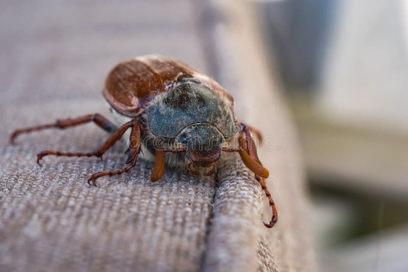 Stag Beetle stock photo. Image of hairy, insect, sitting - 71311096