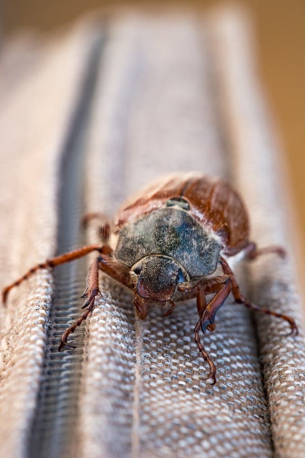 Stag Beetle stock photo. Image of sitting, stag, shot - 71311116
