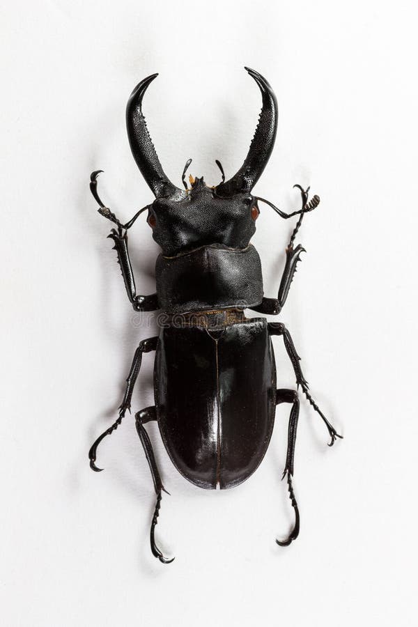 Stag Beetle (Hexarthrius Nigritus) Top View Stock Photo - Image of ...