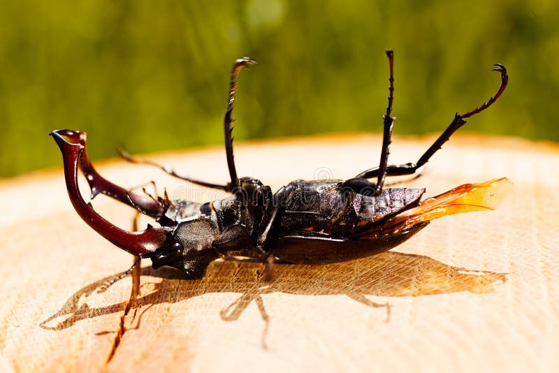 Stag beetle stock photo. Image of focus, lucanus, horned - 72663850