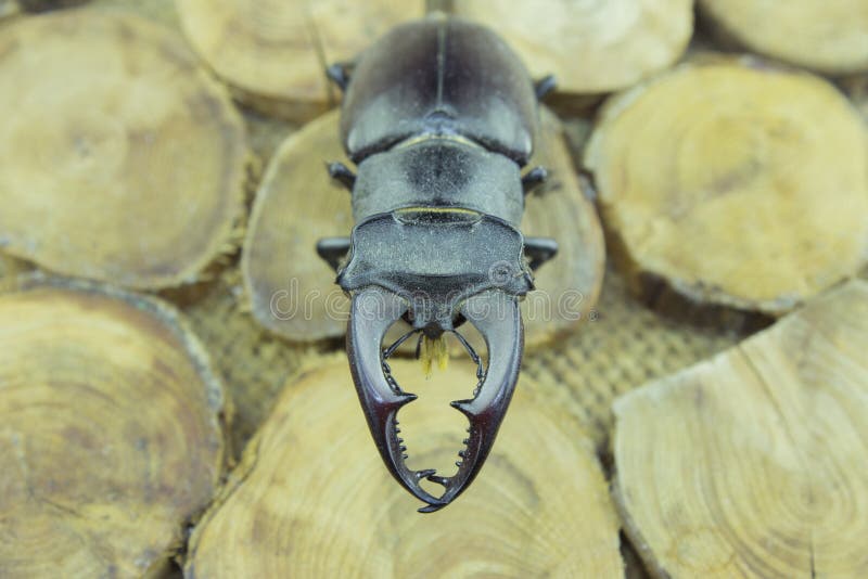 Stag Beetle with Large Antlers Stock Image - Image of closeup, nature ...