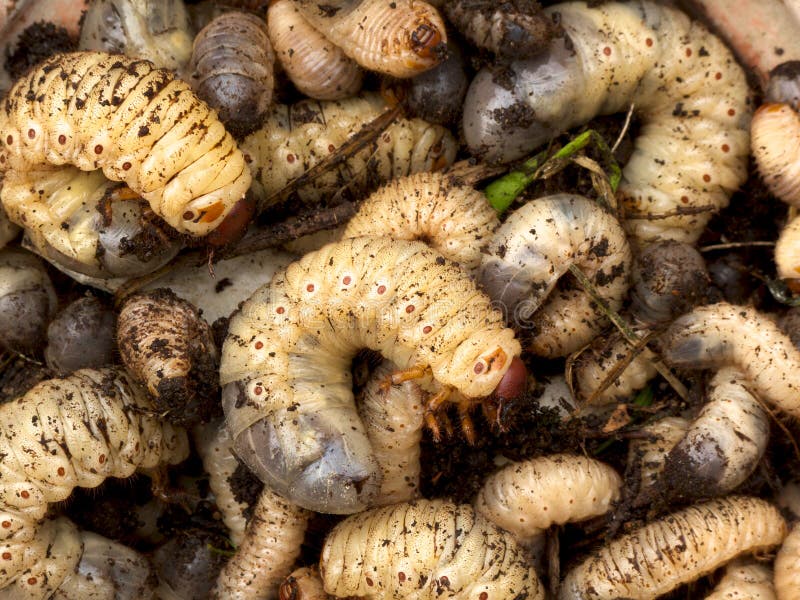Beetle Eggs stock photo. Image of cute, tree, spring - 94996406