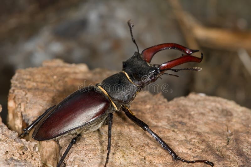 Lucanus cervus (male) stock photo. Image of lucanidae - 72602052