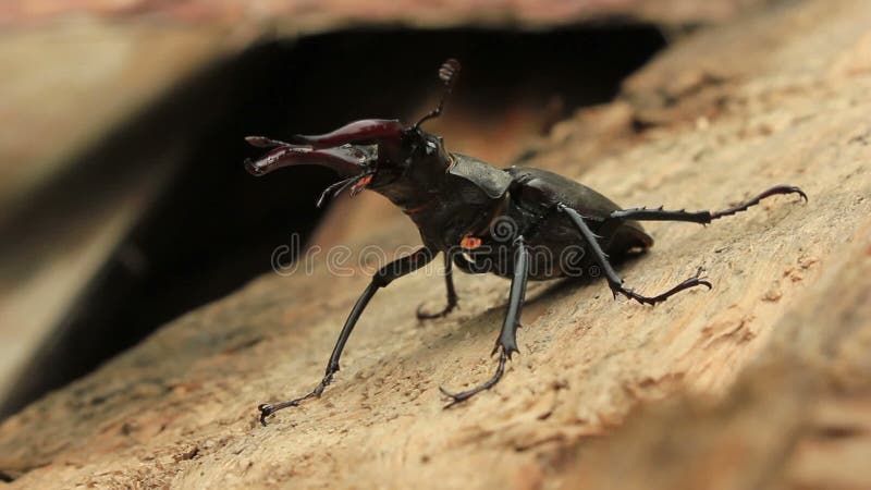 A Stag Beetle Stands on a Mossy Rock. Cyclommatus Canaliculatus is a ...