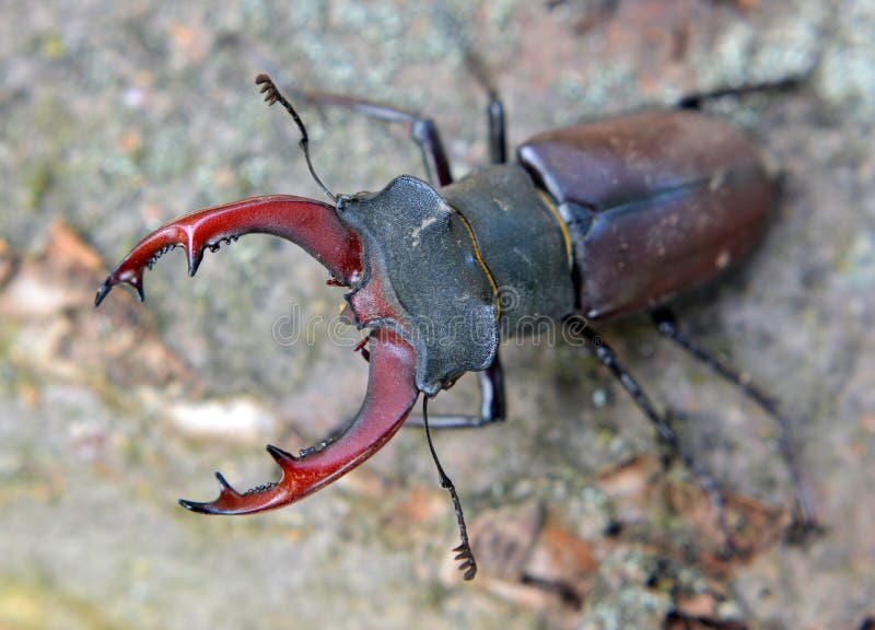 A Stag Beetle Lucanus Cervus in the Wild Stock Image - Image of male ...