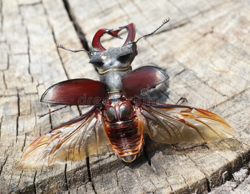 A Stag Beetle (Lucanus Cervus) in the Wild Stock Photo - Image of male ...