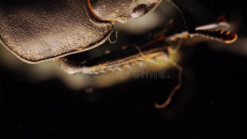 Stag Beetle is Moving Its Leg Under Microscope and Crawling Away in the ...