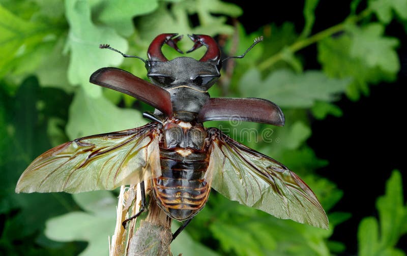 Stag Beetle With Open Wings In An Oak Forest. Stock Image - Image of ...