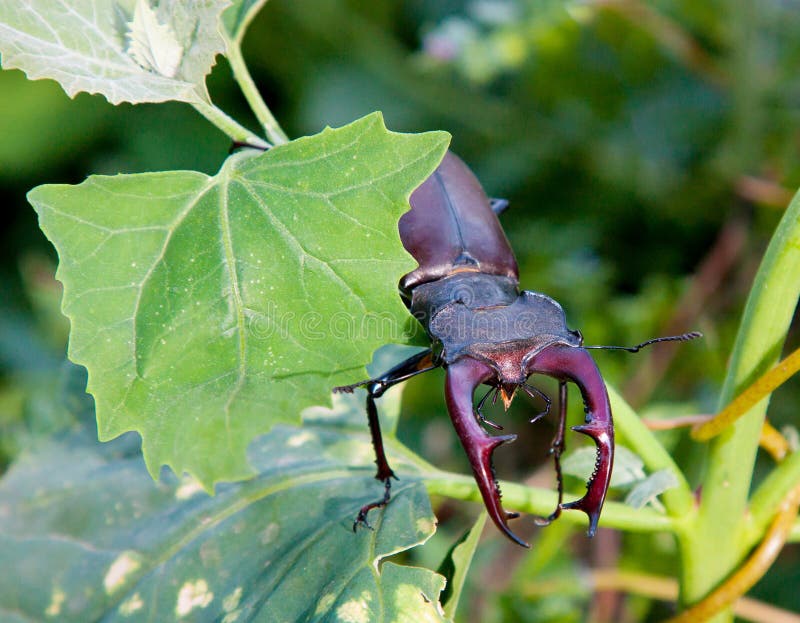 Stag Beetle or Pinching Bug at Green Nature Stock Photo - Image of ...