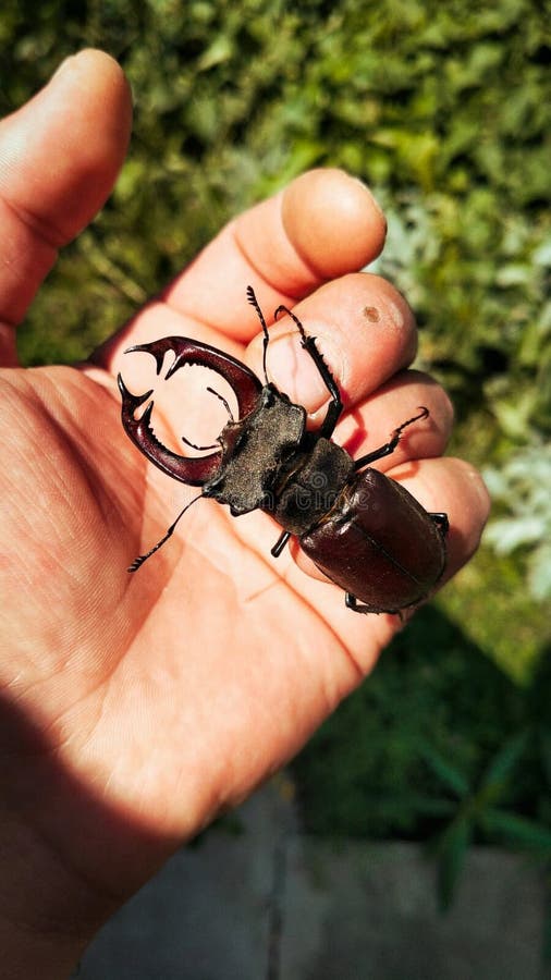 A Stag Beetle Sits on a Man& X27;s Hand Stock Image - Image of palm ...
