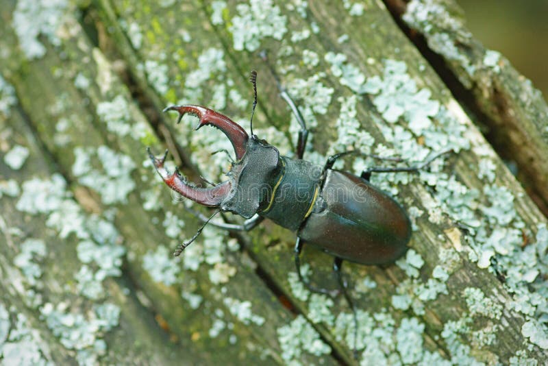 The Stag Beetle Sitting on the Log Stock Photo - Image of tatarstan ...