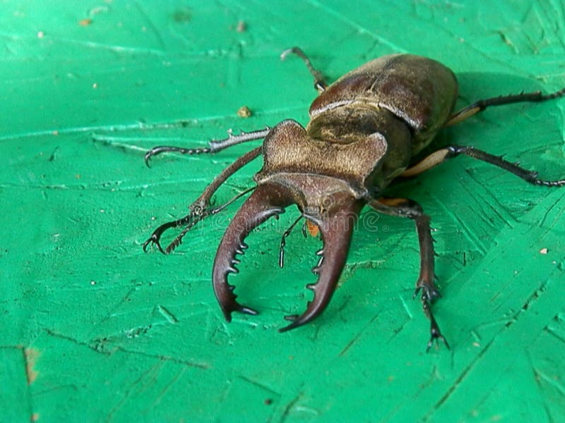 The Stag Beetle stock image. Image of amphibian, wildlife - 249517557