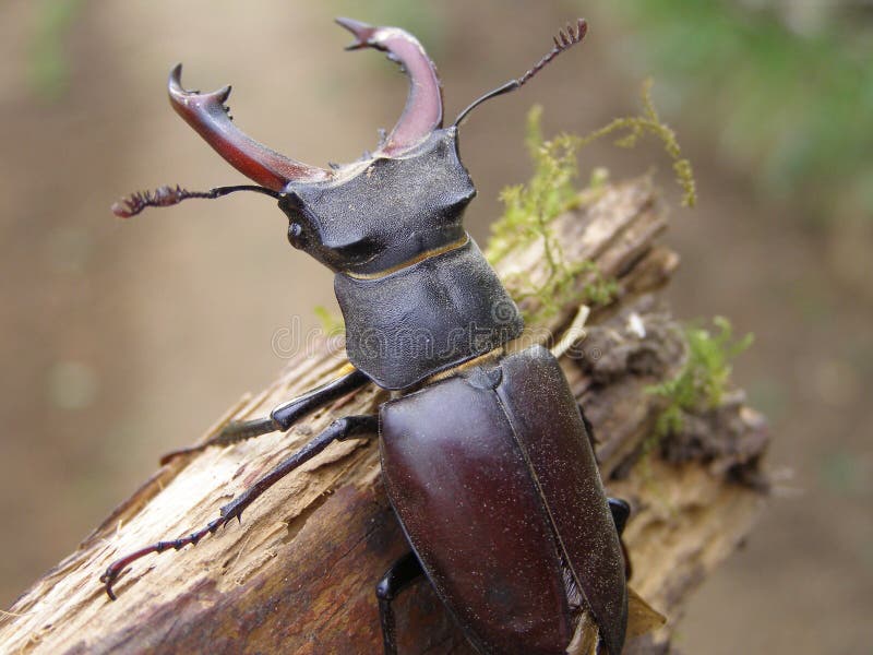 Stag Beetle Top View Stock Photos - Free & Royalty-Free Stock Photos ...