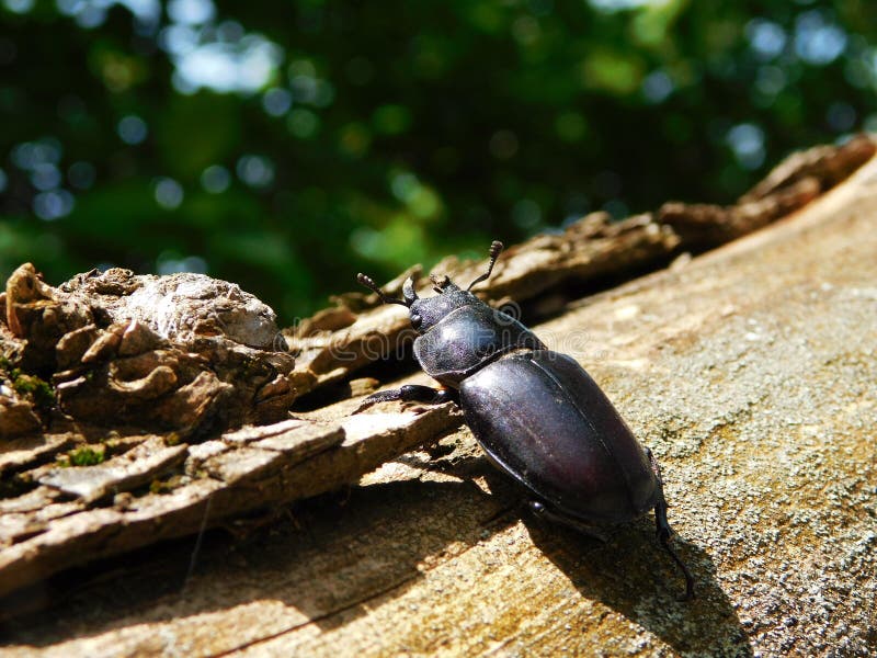 Stag Beetle on a Tree. Beautiful Big Beetle Stock Image - Image of ...