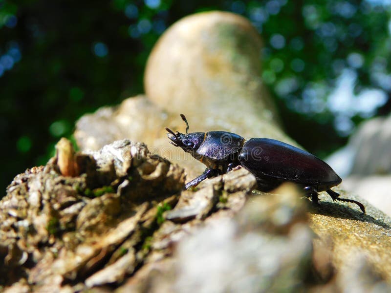 Stag Beetle on a Tree. Beautiful Big Beetle Stock Photo - Image of ...