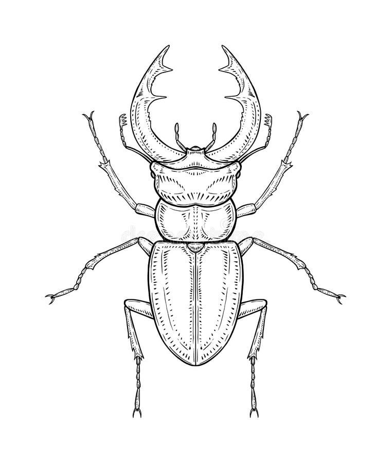 Stag Beetle. Vector Illustration in Graphic Style Isolated on White ...