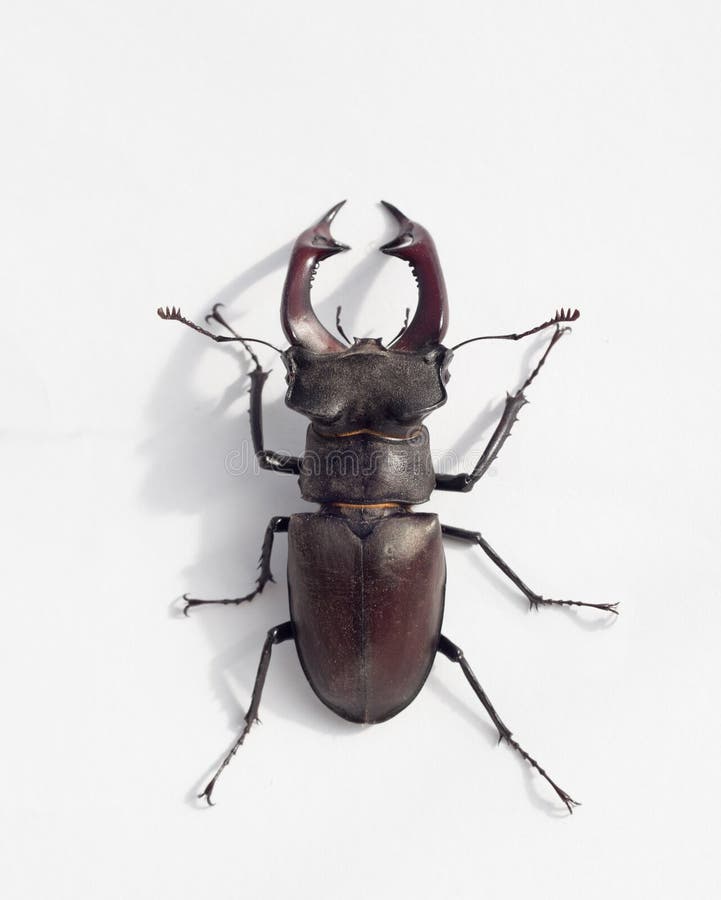 707 Beetle Shadow Photos - Free & Royalty-Free Stock Photos from Dreamstime