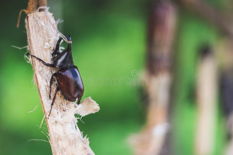 Stag beetles stock photo. Image of caucasus, black, dynastinae - 101816150
