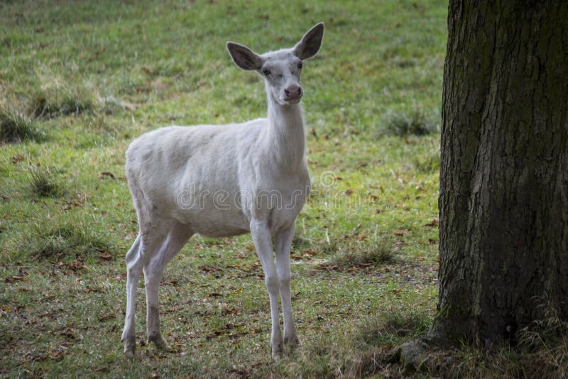 Stag, stock image. Image of park, stag, hunting, woods - 61653039