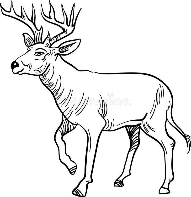 Stag Fight Stock Illustrations – 214 Stag Fight Stock Illustrations ...