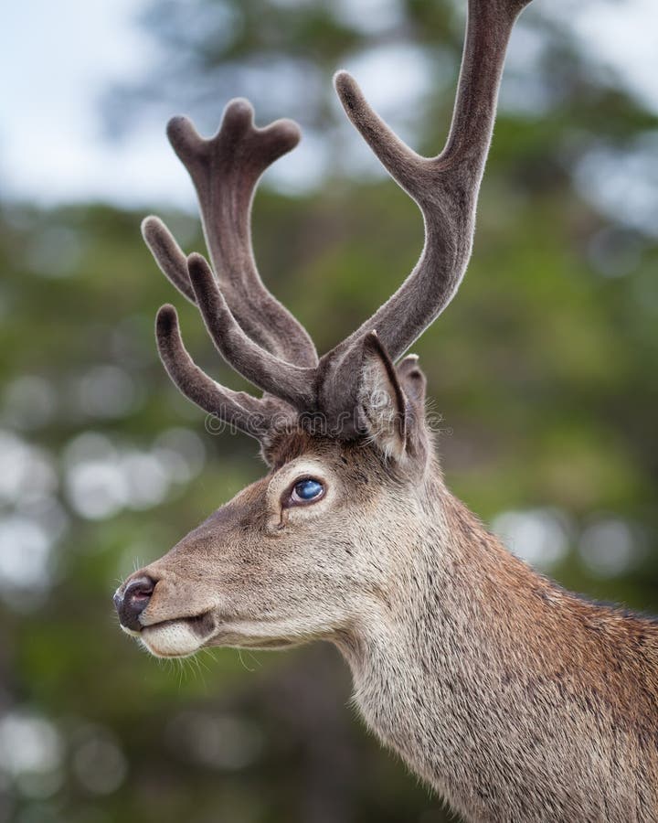 Scottish Highlands, Wild Stag Stock Image - Image of panoramic, nature ...
