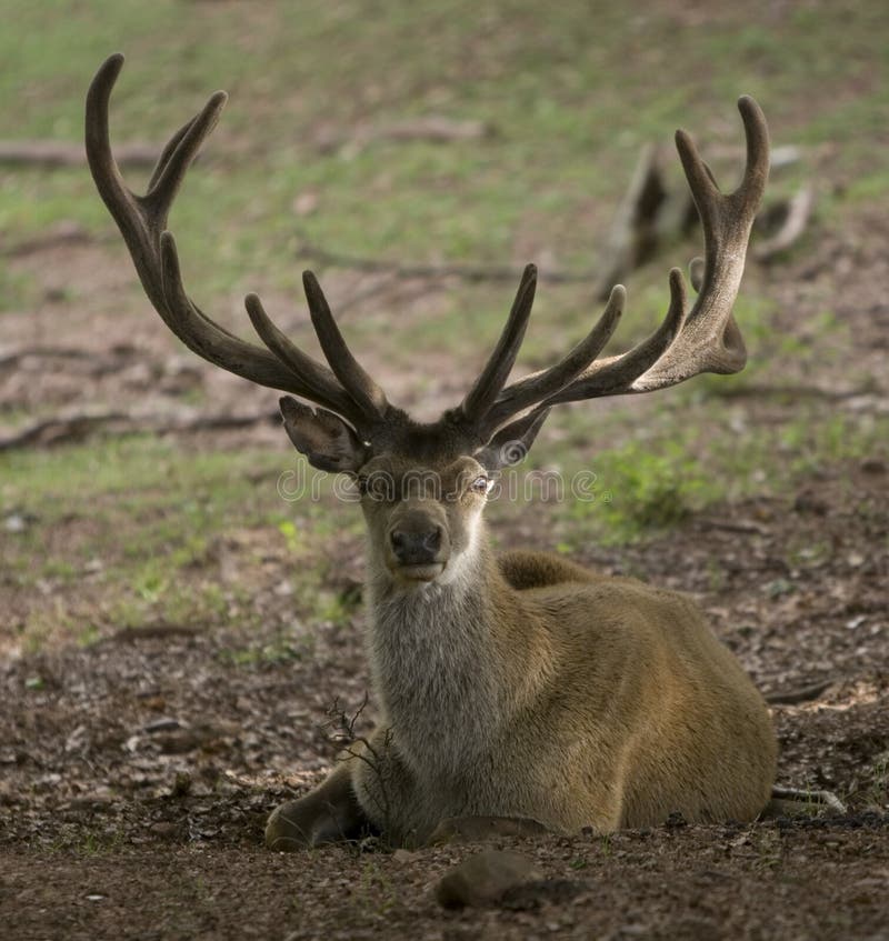 Stag portrait (red deer) stock photo. Image of deer, animal - 10459752