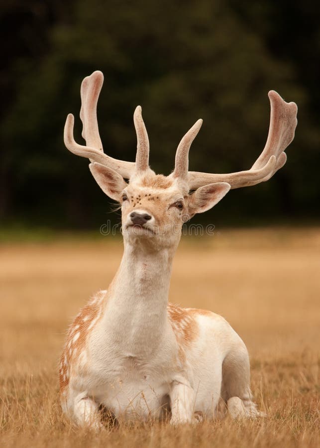 820 Deer Stag Sitting Stock Photos - Free & Royalty-Free Stock Photos ...