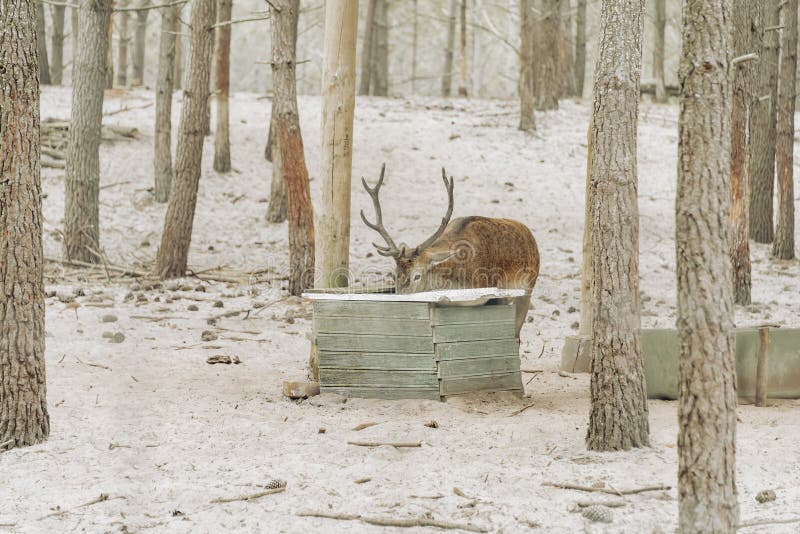 Drinking stag stock image. Image of wild, buck, forest - 16185963