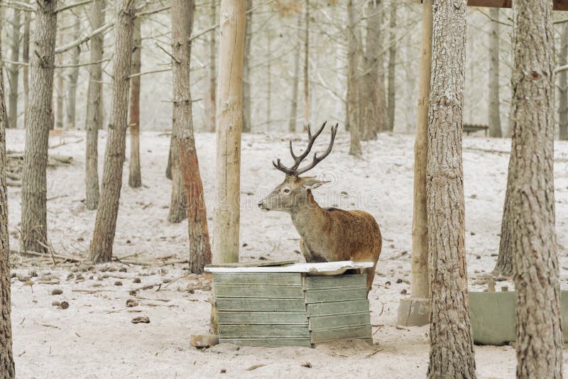 Drinking stag stock image. Image of wild, buck, forest - 16185963