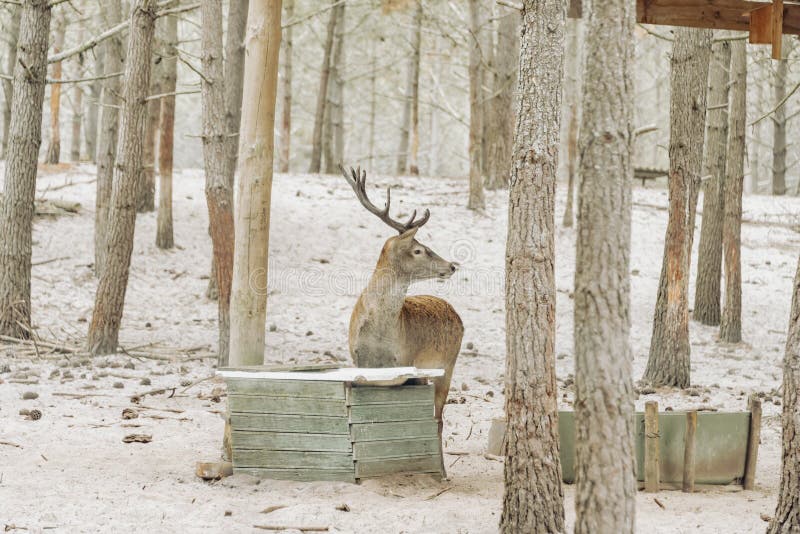 Drinking stag stock image. Image of wild, buck, forest - 16185963