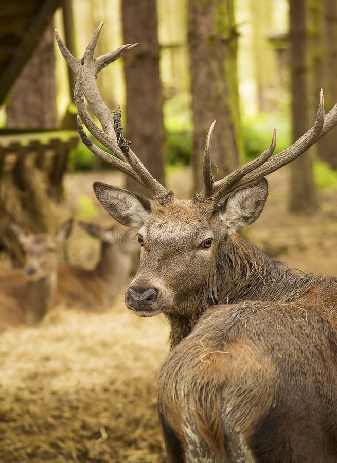 Stag deer stock photo. Image of park, brown, nature, feeder - 44564838