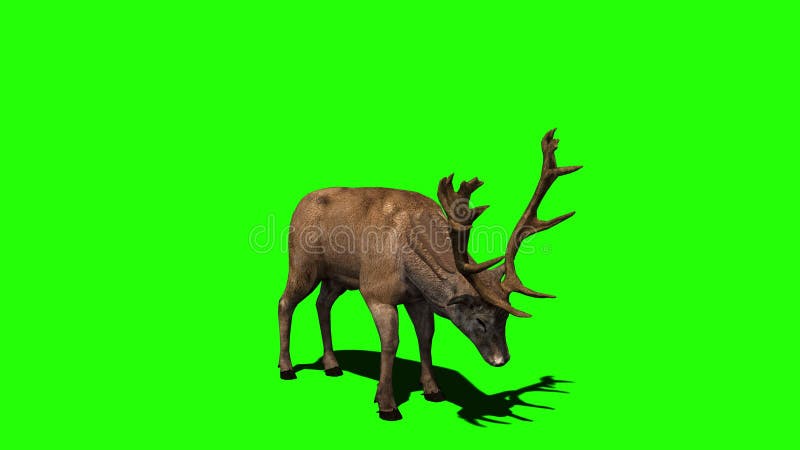 Stag or Deer on Green Screen with Alpha Channel Seamless Loopable ...