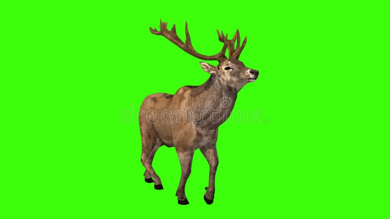 Stag or Deer on Green Screen Seamless Loopable Animation. Stock Video ...