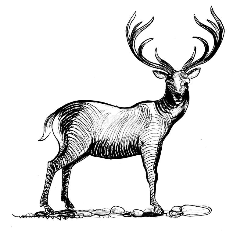 Stag deer stock illustration. Illustration of drawing - 256632221