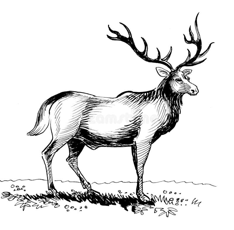 Standing Stag Line Art Image Stock Vector - Illustration of antler ...