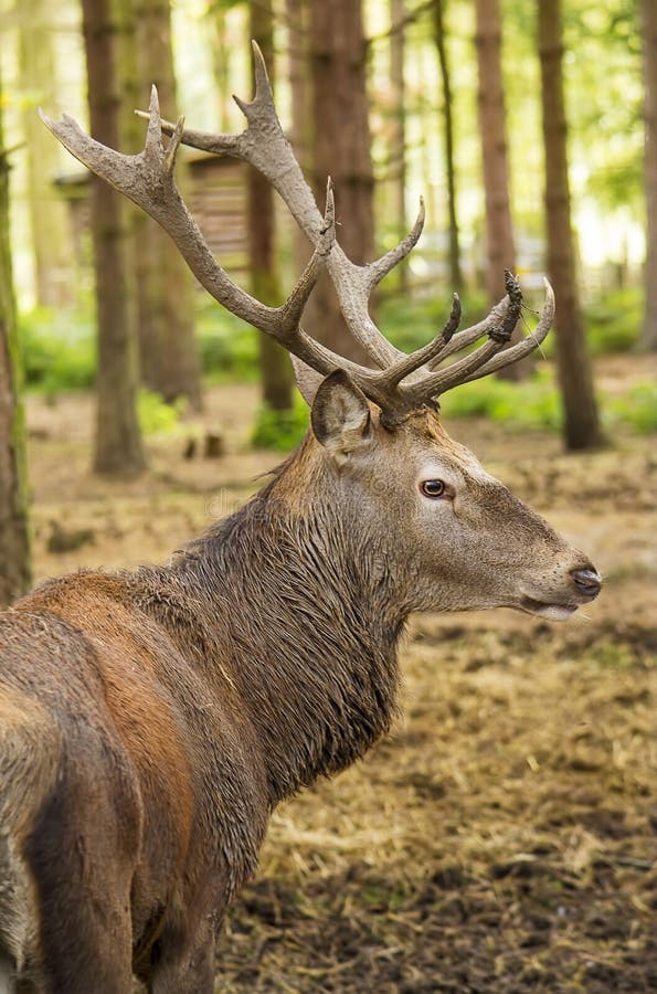 Stag deer stock photo. Image of trees, nature, stag, wild - 44560298