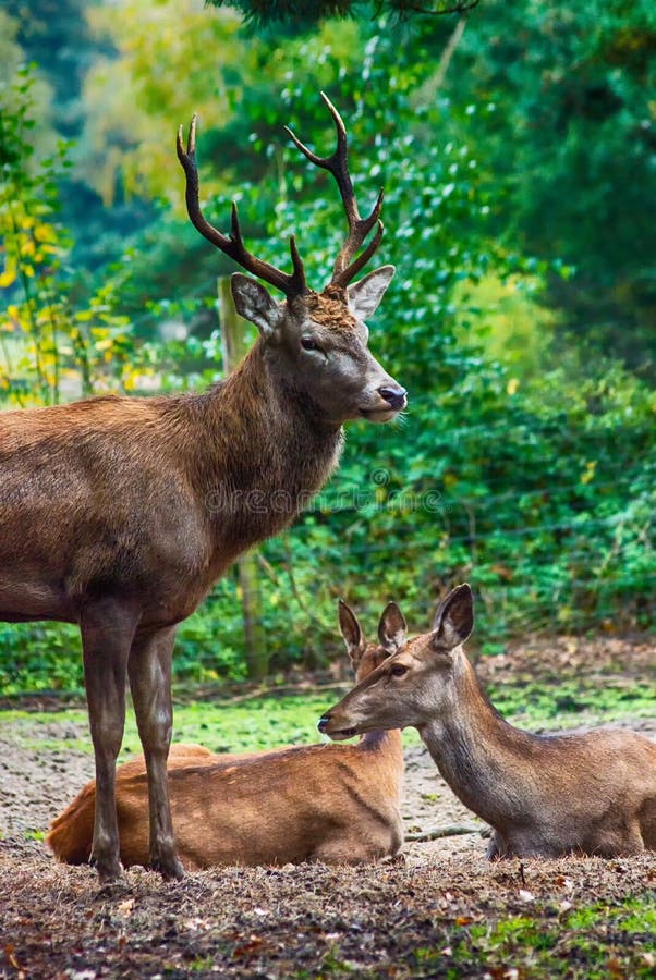 Stag and Does stock image. Image of color, fawn, stag - 61390063